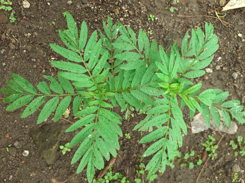 The kenikir plant stock photo. Image of bones, pointed - 261957444