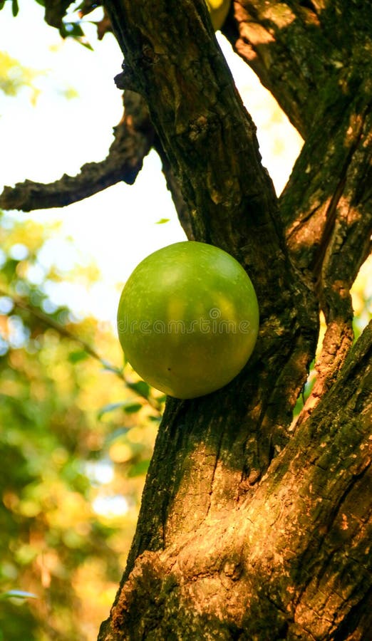 Kenitu fruit stock photo. Image of kenitu, organic, fruit - 139607634