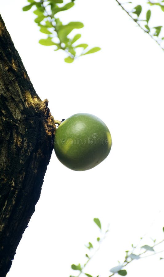 Kenitu fruit stock image. Image of lait, apple, genitu - 139607665