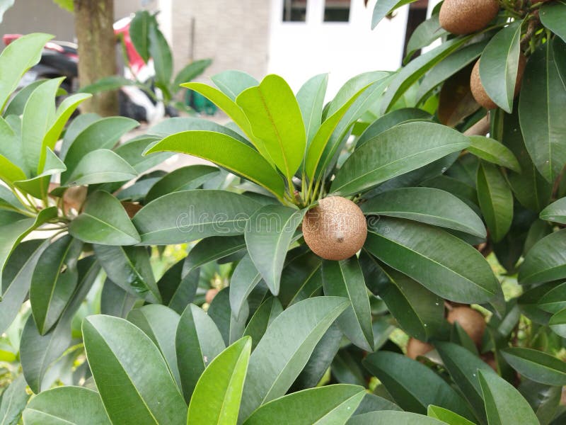Kenitu Fruit or What Fruit is this. Stock Image - Image of flower ...