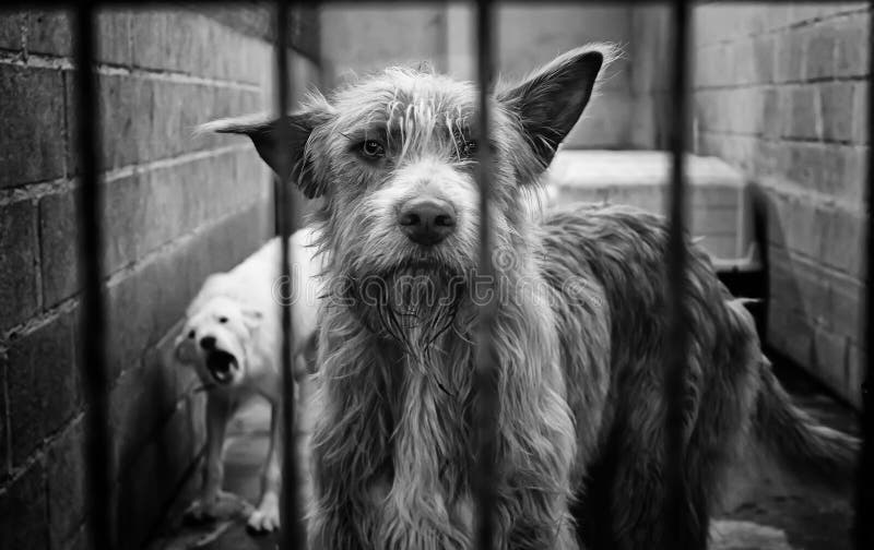 Kennel dogs locked stock photo. Image of fence, animal - 177264602