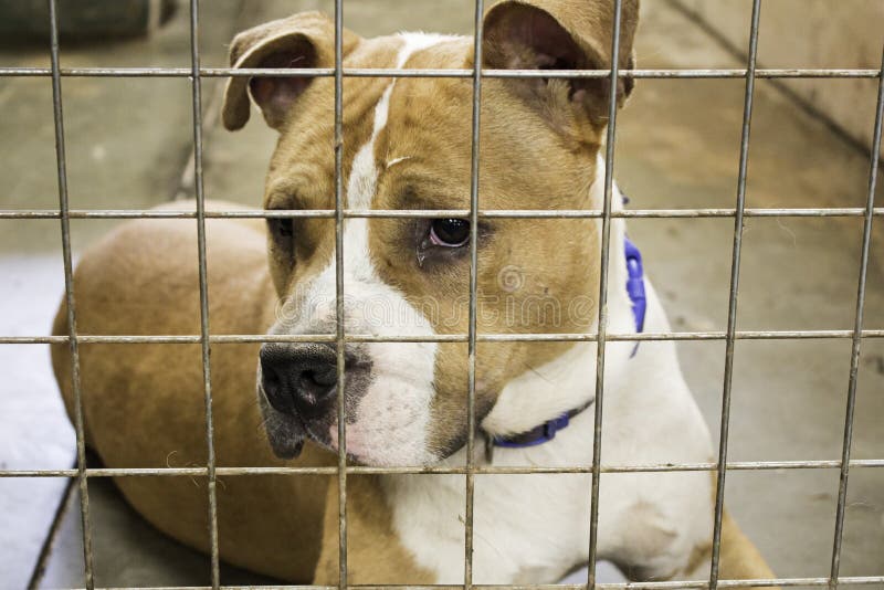 Kennel dogs locked stock photo. Image of help, love, dogs - 79336772