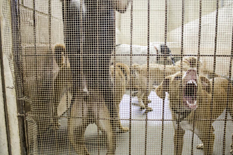 Kennel dogs locked stock photo. Image of homeless, friend - 79337498