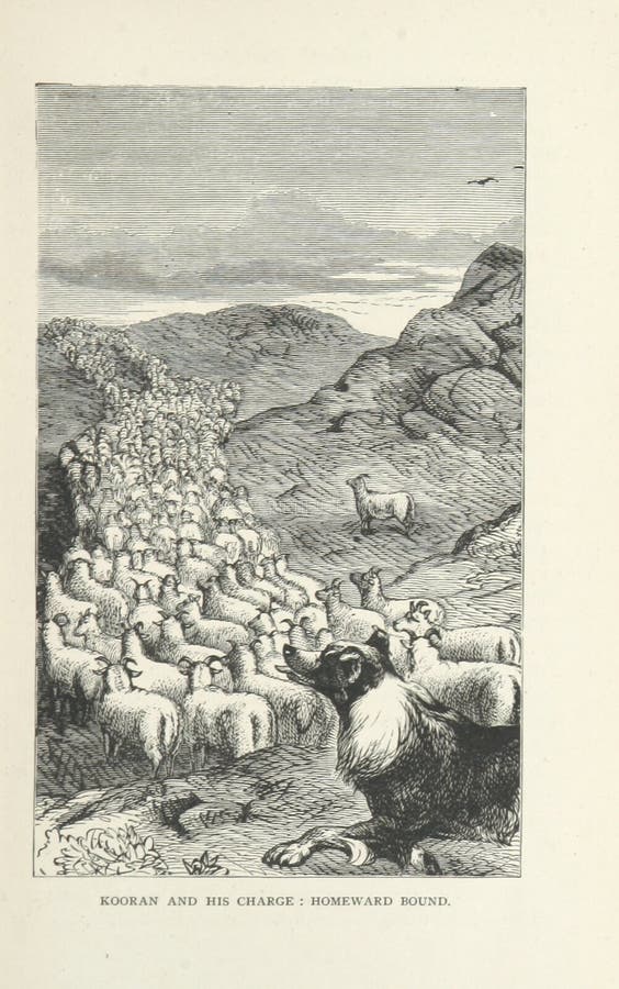 British Library Digitised Image From Page 23 Of "Kenneth McAlpine: A ...