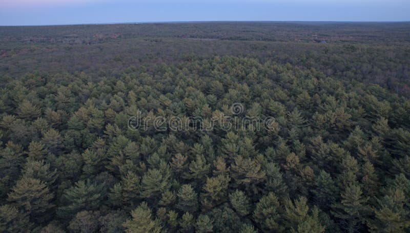 Kent County forest stock photo. Image of kent, county - 78849522