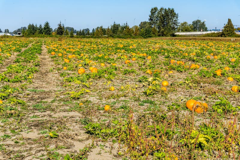 Kent Pumpkin Field 8 stock photo. Image of autumn, field - 259916672