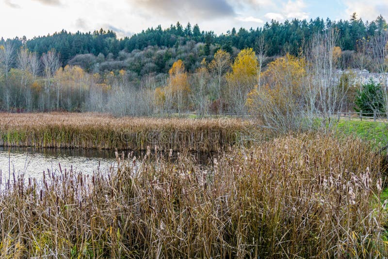 Kent Washington Fall 2 stock image. Image of state, change - 264149319