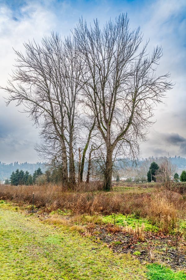 Kent Winter Trees 5 stock photo. Image of washington - 358744560