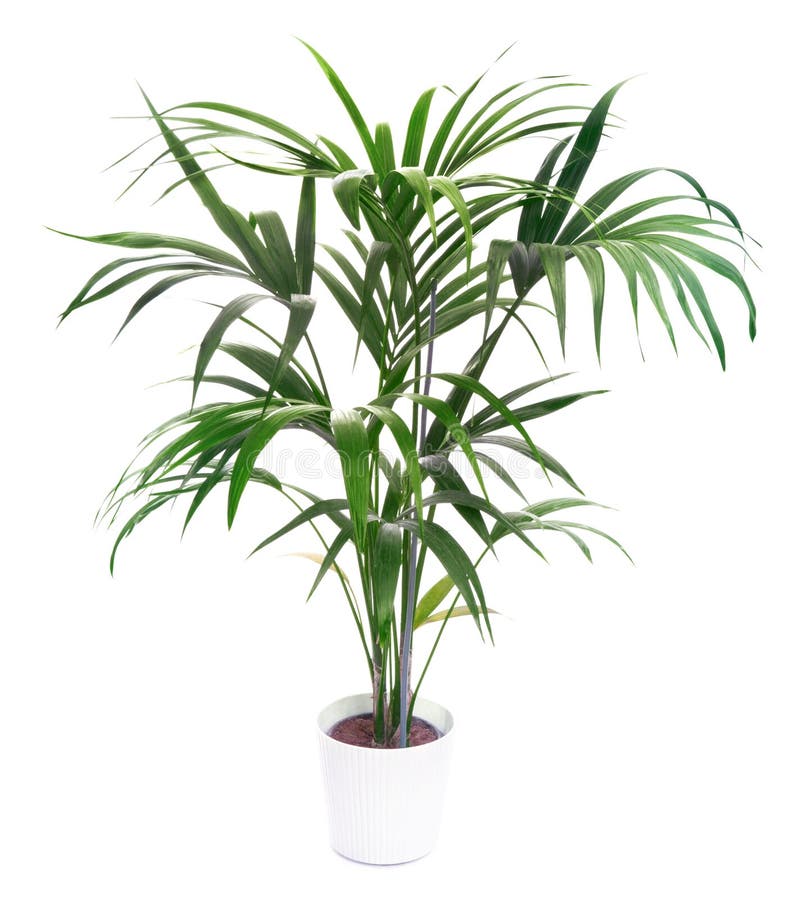 Kentia Palm Tree stock image. Image of belle, botany - 35901519