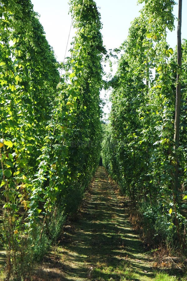Traditionelles Hopfenfeld stockfoto. Bild von hopfen - 42133794