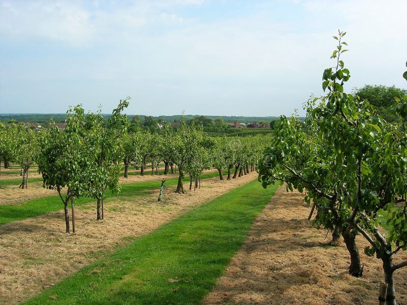 Kentish pear orchard stock photo. Image of meal, cultivation - 2604668
