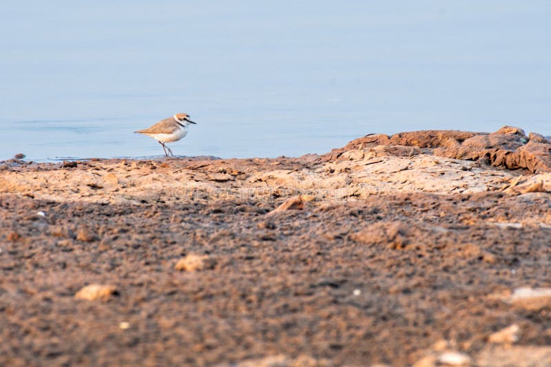 Kentish Plover on the Bank of Dam Stock Photo - Image of animal, coast ...