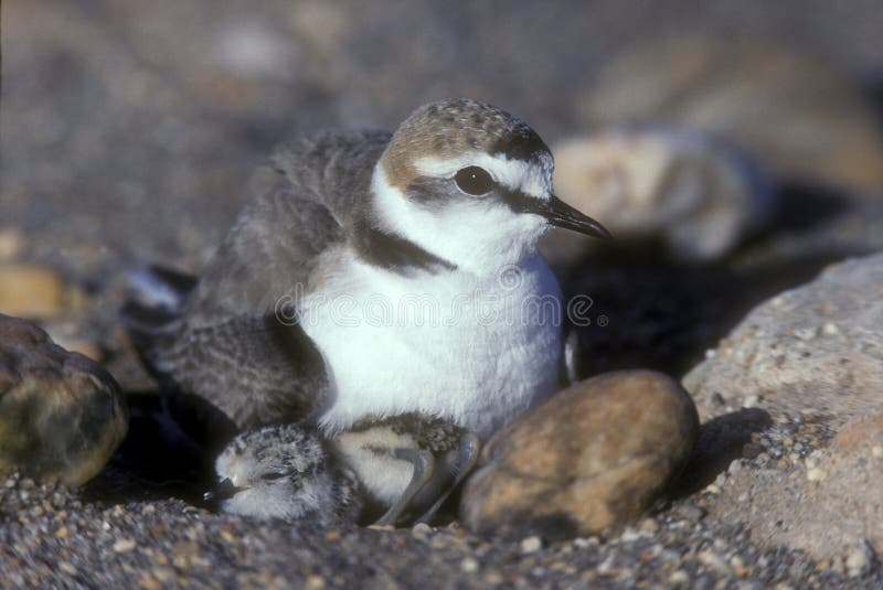 Kentish Plover, Charadrius Alexandrinus Stock Image - Image of plover ...