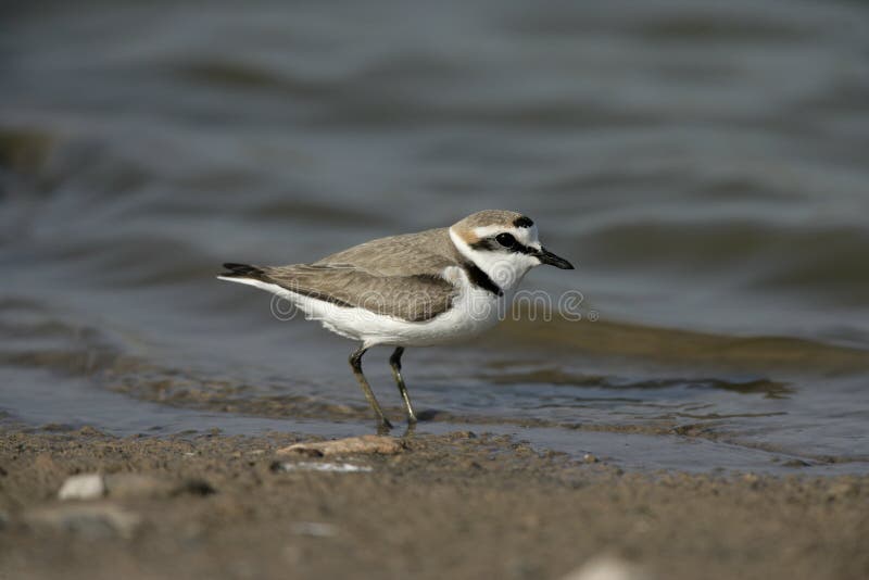 Kentish Plover, Charadrius Alexandrinus Stock Image - Image of shore ...