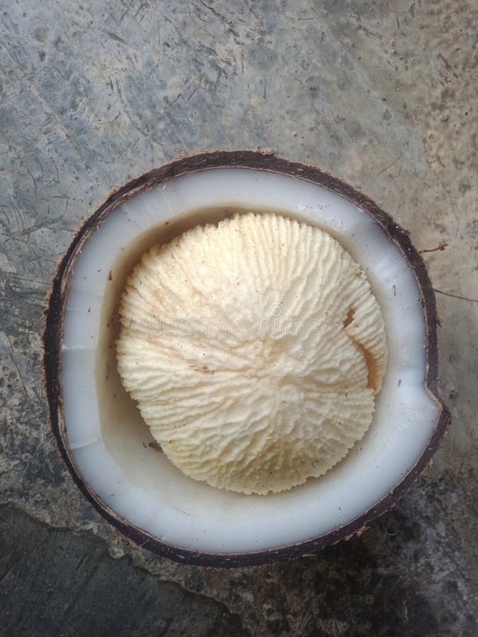 Kentos Stock Photos - Free & Royalty-Free Stock Photos from Dreamstime