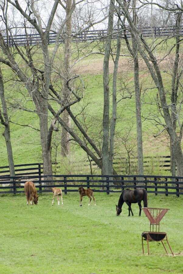 Springtime at the Horse Ranch Stock Image - Image of blooms, mustang ...