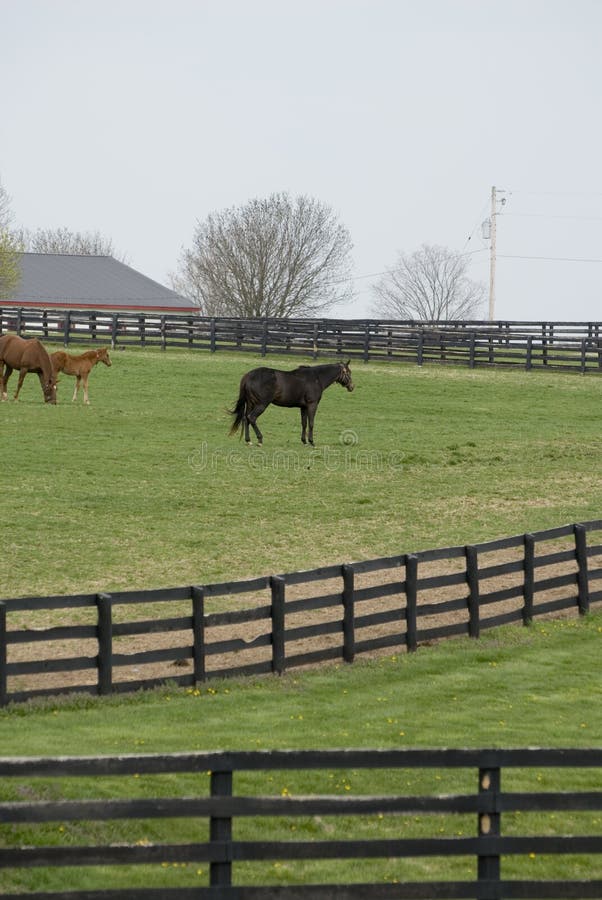 Kentucky Horse Ranch stock image. Image of calm, colorful - 2169627