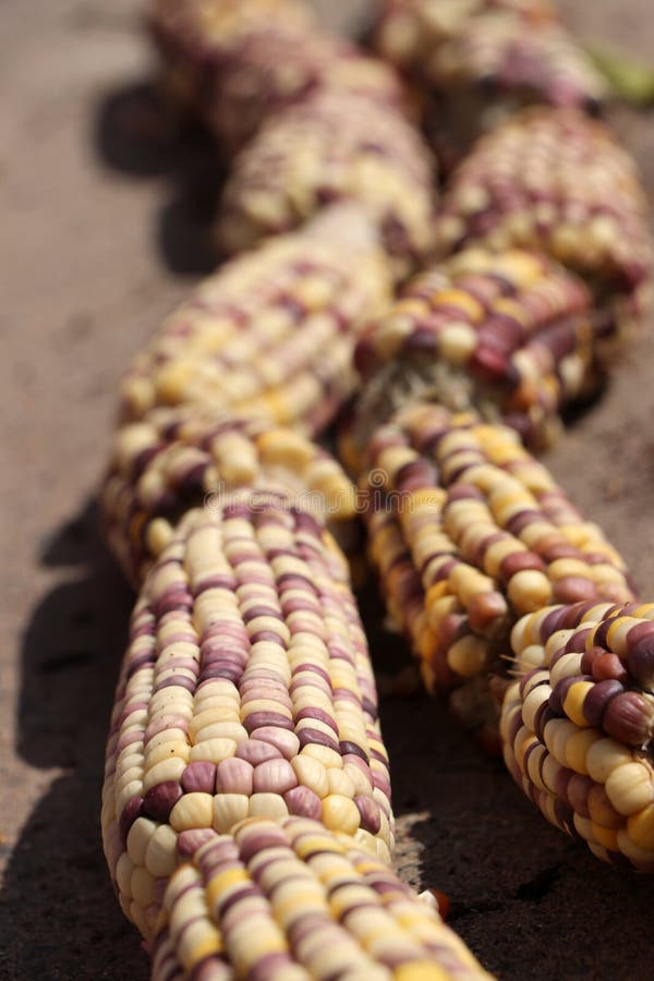 Kentucky Rainbow Dent Corn Arranged in a Row Stock Photo - Image of ...