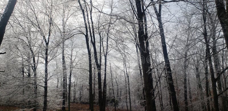 Kentucky Winter stock photo. Image of ranch, scene, sunlight - 17593428
