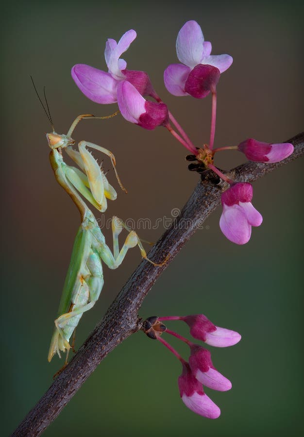 Kenya Flower Mantis with Fruit Fly on Spring Bud Stock Photo - Image of ...