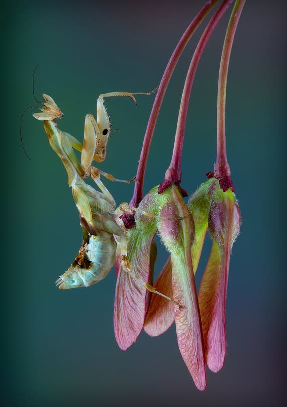 Kenya Flower Mantis on Seed Pods Stock Photo - Image of mantis, seed ...