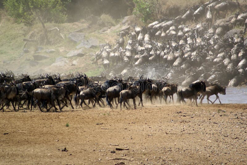 Kenya s Great Migration stock image. Image of travel - 11949247