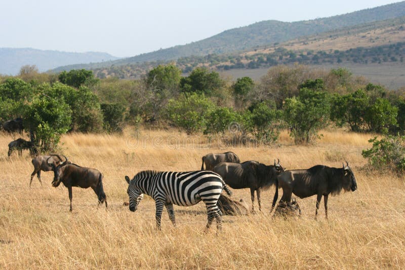 Kenya S Maasai Mara Animal Migration Stock Image - Image of greater ...