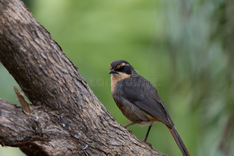 A Kenyan Cape-Robin Chat stock image. Image of feathers - 257595337