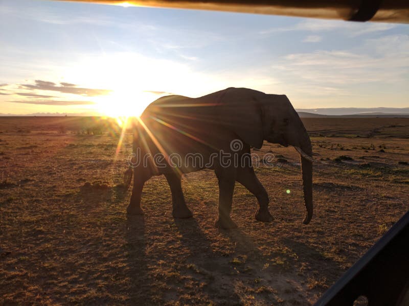 Kenyan Elephant and Safari Sunset Stock Image - Image of elephant ...