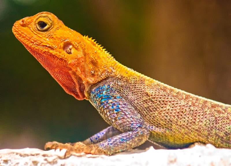 Kenyan Rock Agama stock photo. Image of kenyan, lionotus - 14867878