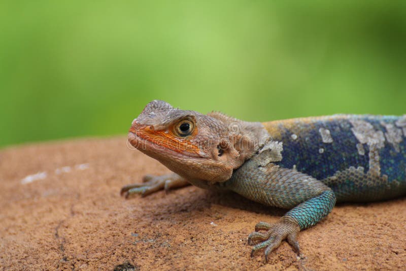 Kenyan Rock Agama (Agama Lionotus) Lizard Stock Image - Image of ...