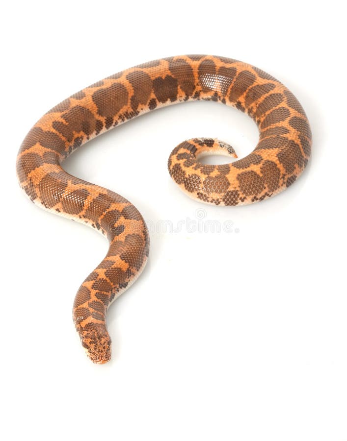Kenyan Sand Boas Isolated on White Background Stock Photo - Image of ...