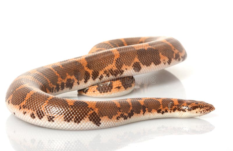 Boa constrictor stock image. Image of cold, pythons, boas - 1573163