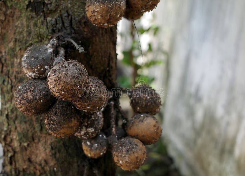 Kepel Fruits or Burahol (Stelechocarpus Burahol) with Many Black Ants ...