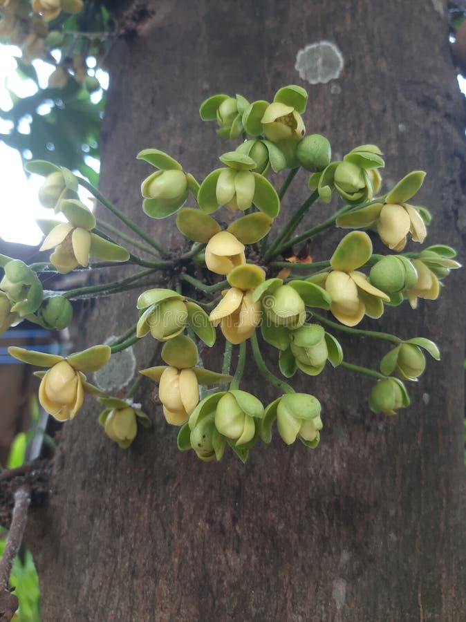 Kepel, a Rare Fruit Plant that Still Exists Stock Image - Image of ...