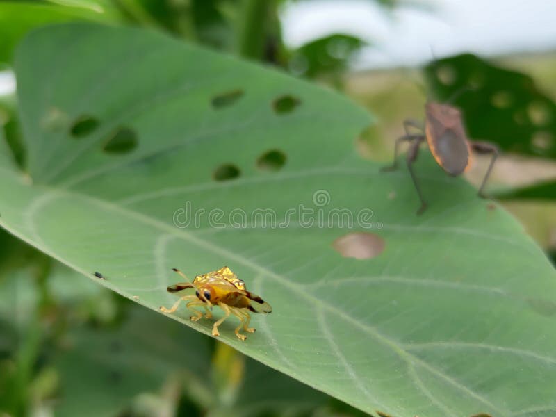 Kepik di sawah imagen de archivo. Imagen de tarde, verde - 166854849