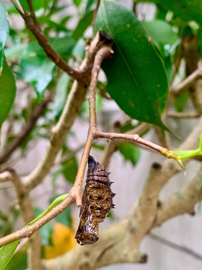 Metamorphosis in Progress: a Chrysalis Adhered To a Twig Stock Image ...