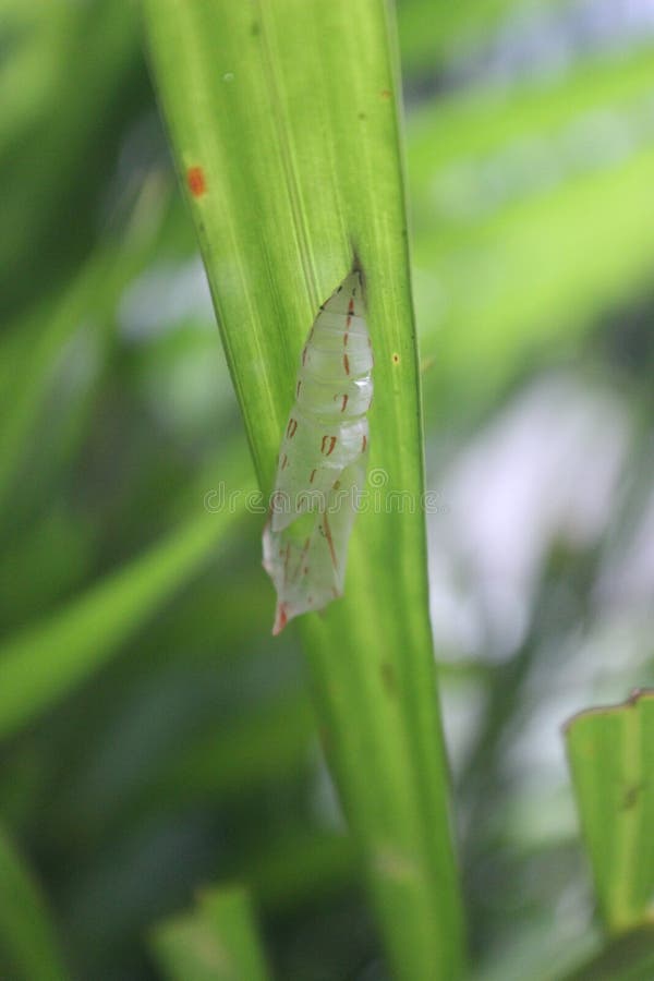 Kepompong stock image. Image of butterfly, insect, beauty - 83658399