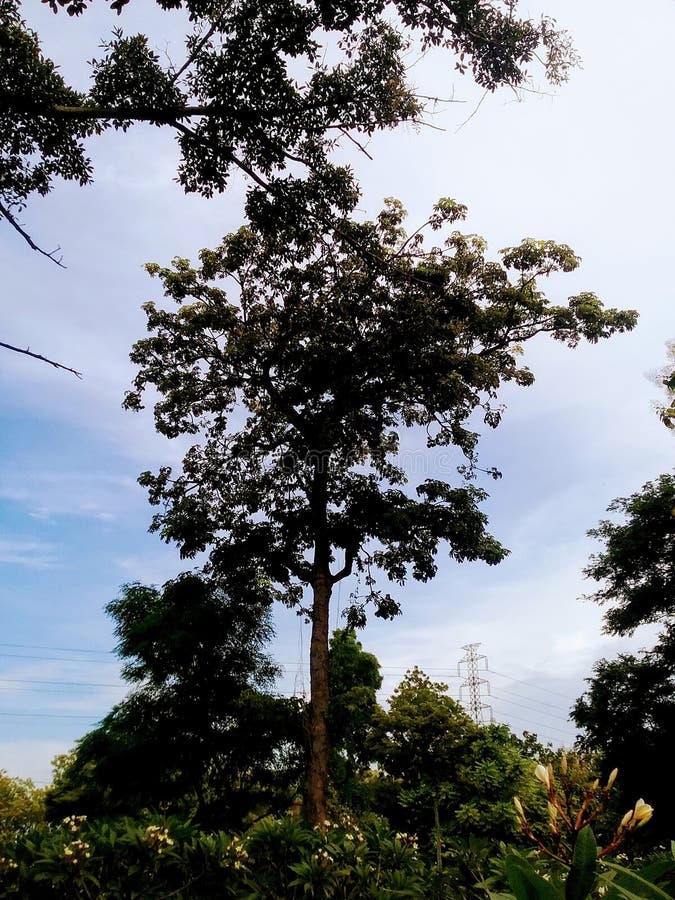 Kepuh Tree with a Tall, Straight Trunk. Stock Photo - Image of tree ...