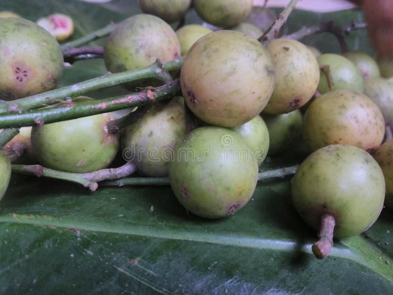 Kepundung Fruit is a Type of Fruit that Can Be Consumed and There are 2 ...