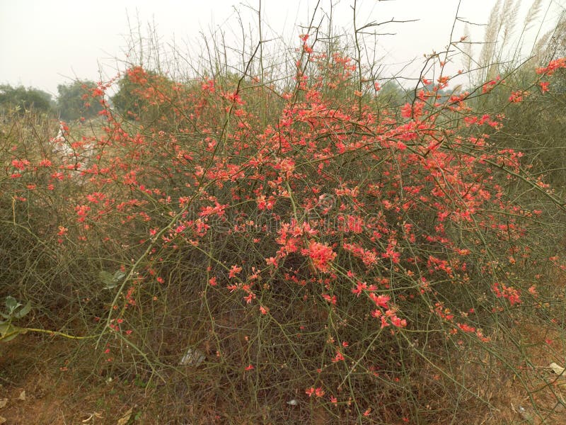 Ker, kair,Bare Caper stock photo. Image of desert, karinha - 236598620