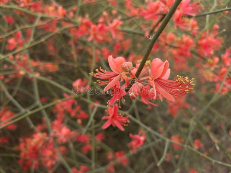 Ker, kair,Bare Caper stock photo. Image of desert, karinha - 236598620