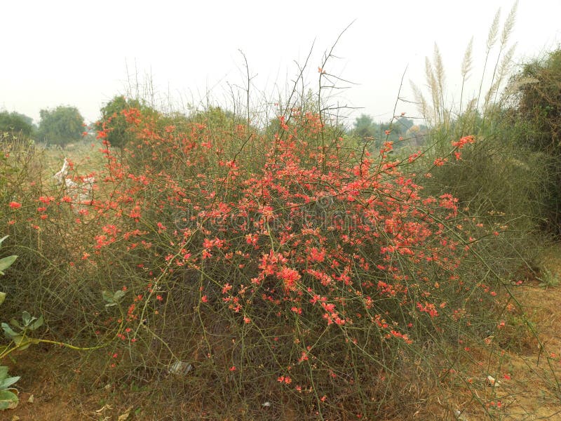 Ker, kair,Bare stock image. Image of gudhapattra, karimulli - 236598607