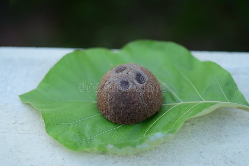 Chiratta Stock Photos - Free & Royalty-Free Stock Photos from Dreamstime