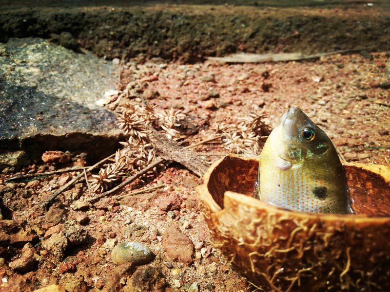 Kerala fish stock image. Image of river, nature, kerala - 125309433