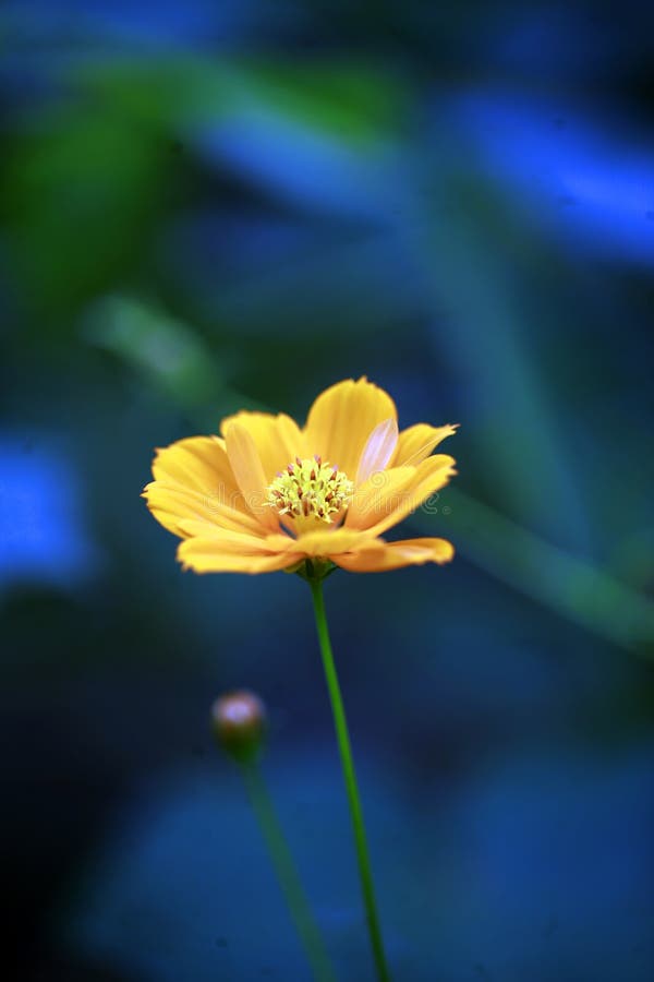 Kerala Flower stock photo. Image of wildflower, plant - 191607570