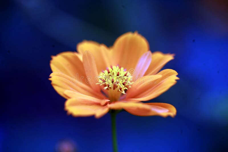 Kerala Flower stock photo. Image of petal, leaf, kerala - 191607600