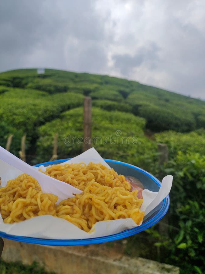 Kerala Munnar Maggie at Tea Estate Stock Image - Image of estate ...