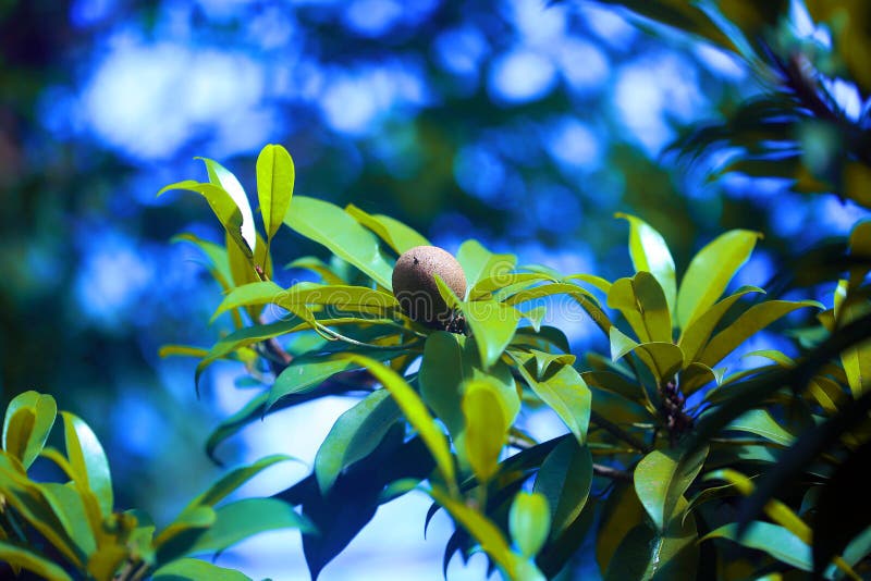 Kerala plant stock image. Image of blue, blossom, kerala - 191140767