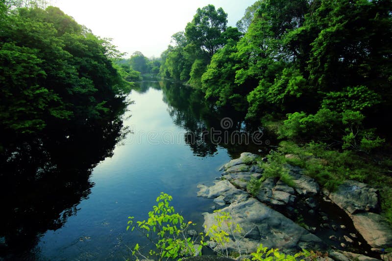 Kerala Rever stock photo. Image of forest, tree, green - 191536918